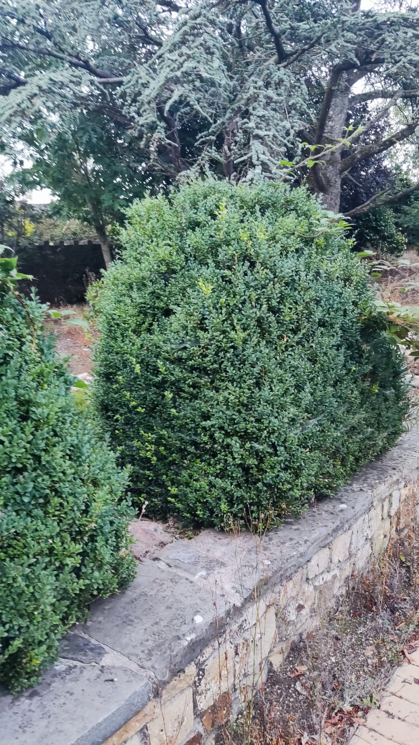 Holly Box Cavan - Monaghan - Leitrim - Buds Nursery